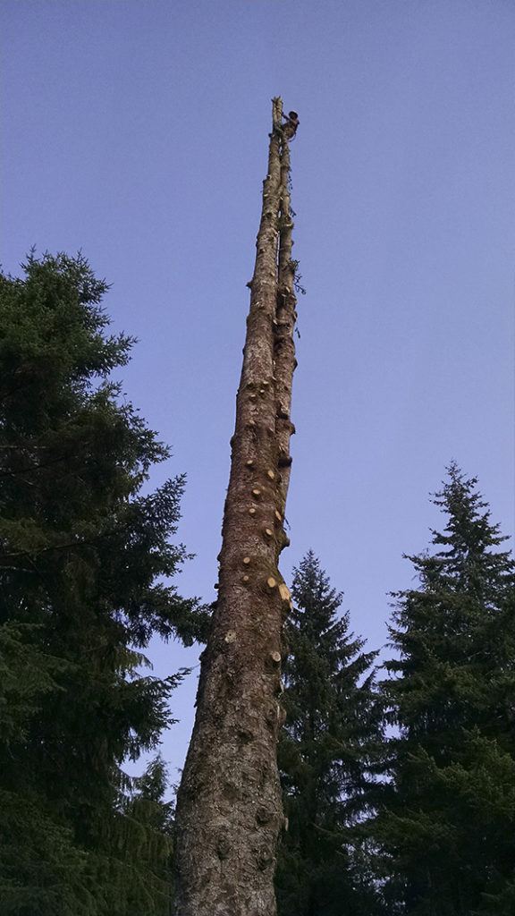 Treebeast is ready to help you with your trees | Forks Forum