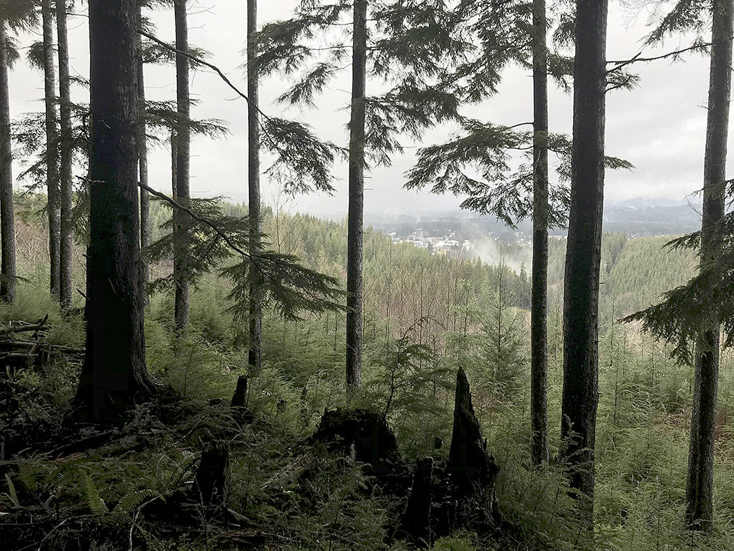 Our Big Backyard: | Forks Forum