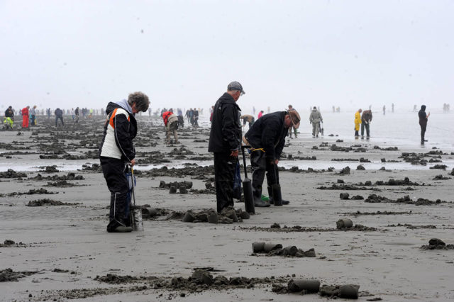 WDFW approves more razor clam digging days at Mocrocks Beach | Forks Forum