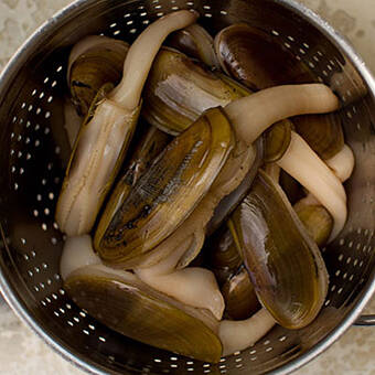 Small size of harvestable razor clams causes cancellation of harvest at ...