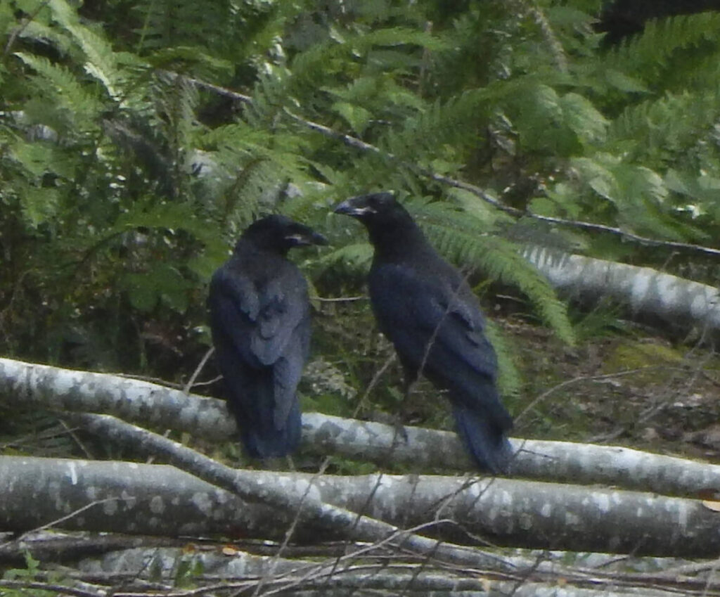 “Raven” Maniac | Forks Forum