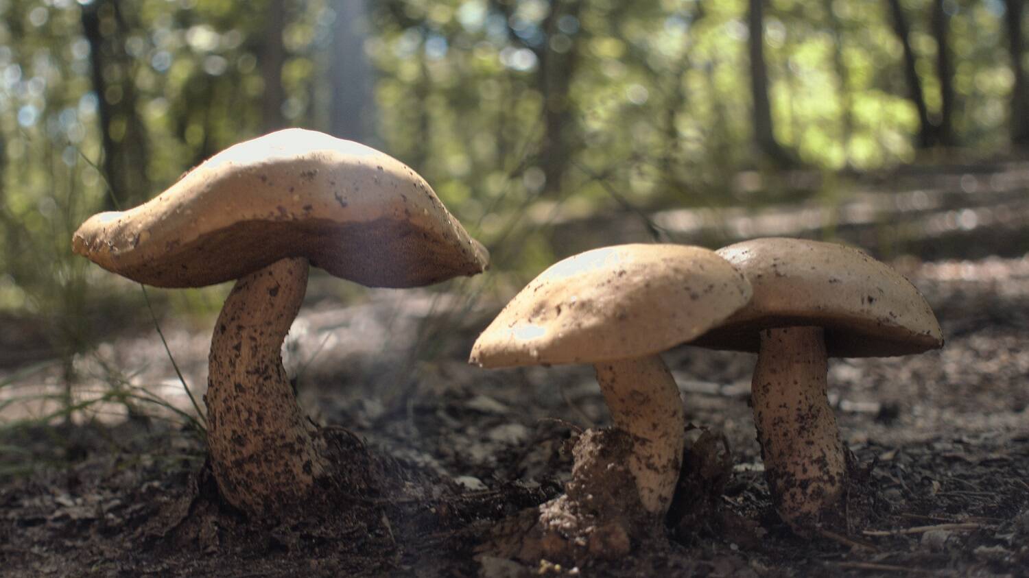 “Growing Mushroom” by Bob Blackett | Forks Forum