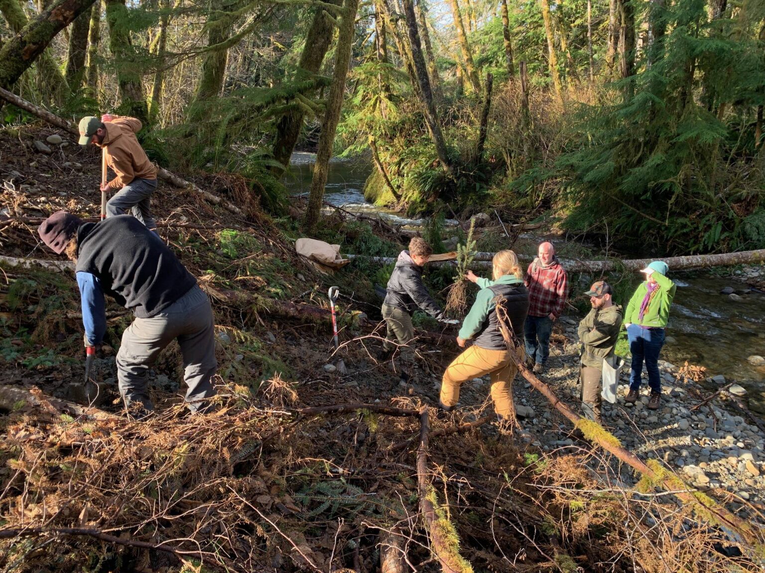 PCSC plants trees | Forks Forum