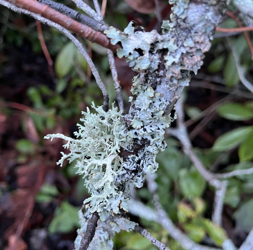 “Lichens: They Are Not What You Thought They Were,” | Forks Forum