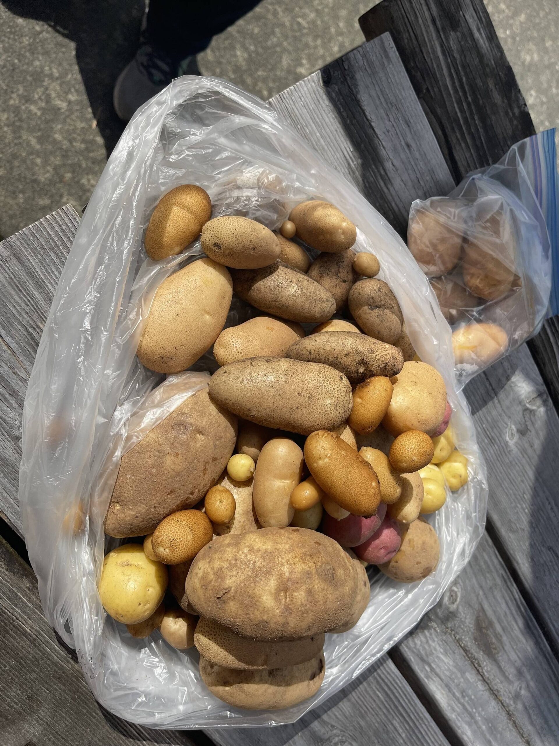 BGC hears about garden safety and counts potatoes | Forks Forum